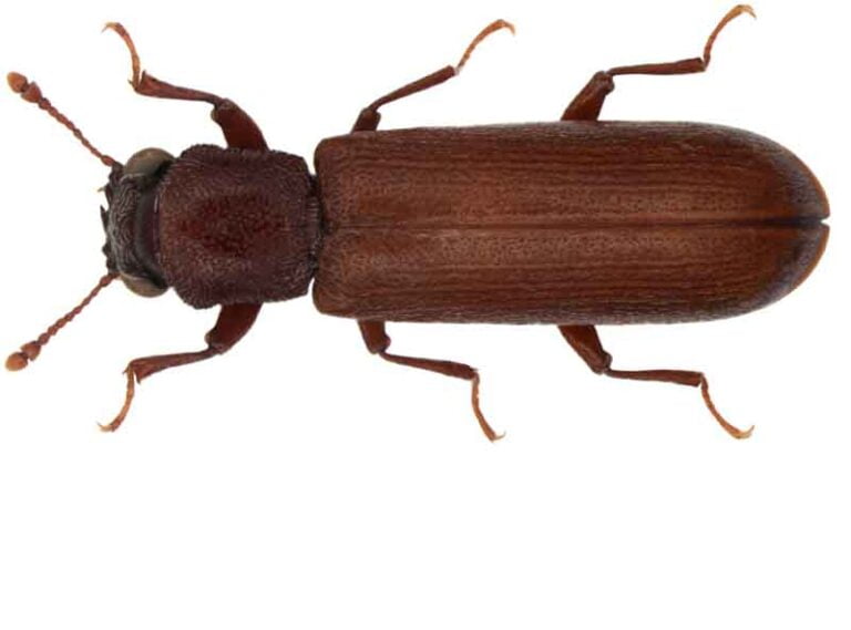 ¡Si sufres de carcoma en la madera no puedes perderte este artículo!